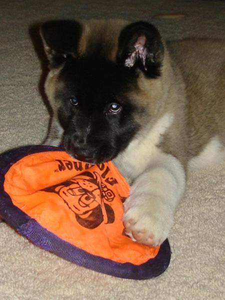 Why Do Akitas Nibble